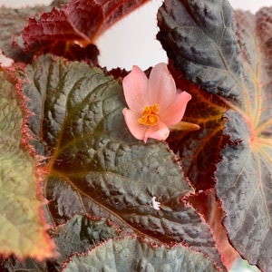 Begonia 'midnight Magic' LIVE PLANT - Etsy