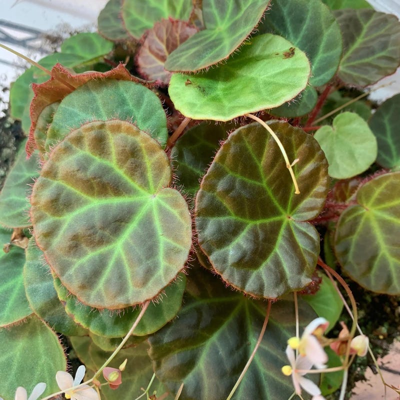 Begonia - Etsy