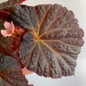 Begonia 'midnight Magic' LIVE PLANT - Etsy