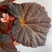 Begonia 'midnight Magic' LIVE PLANT - Etsy