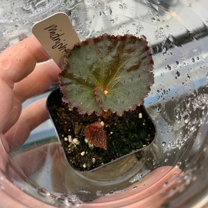 Begonia 'midnight Magic' LIVE PLANT - Etsy