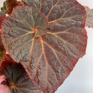Begonia 'midnight Magic' LIVE PLANT - Etsy