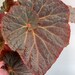 Begonia 'midnight Magic' LIVE PLANT - Etsy