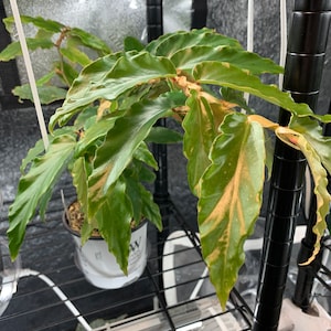 SEEDS - Begonia Undulata - Etsy