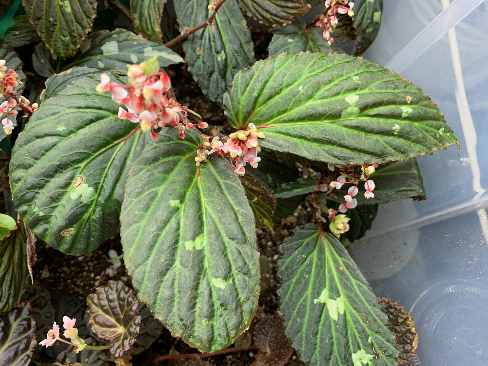SEEDS - Begonia Sp Mantuk - Etsy