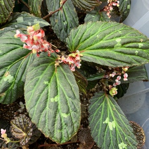 SEEDS - Begonia Sp Mantuk - Etsy