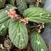 SEEDS - Begonia Sp Mantuk - Etsy