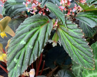 SEEDS - Begonia Sp Mantuk - Etsy