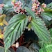 SEEDS - Begonia Sp Mantuk - Etsy
