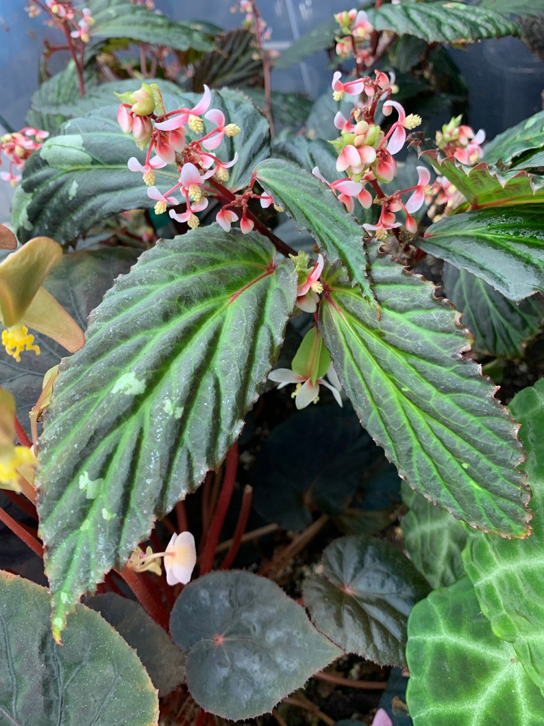SEEDS - Begonia Sp Mantuk - Etsy