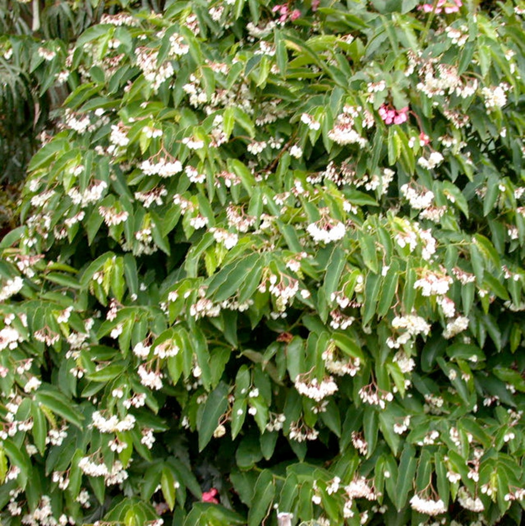 SEEDS - Begonia Undulata - Etsy