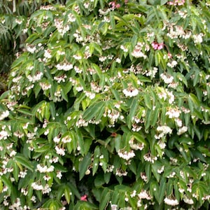 SEEDS - Begonia Undulata - Etsy