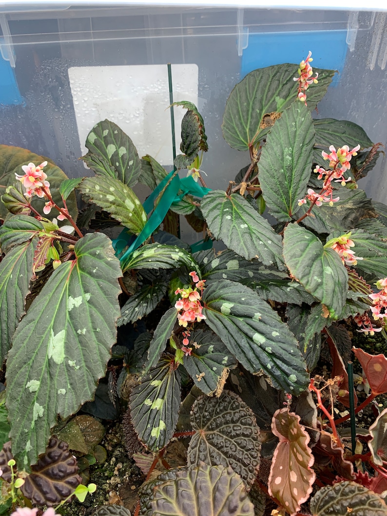 SEEDS - Begonia Sp Mantuk - Etsy