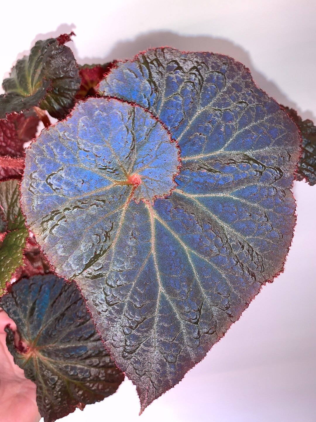 Begonia 'midnight Magic' LIVE PLANT - Etsy