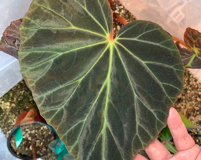 Begonia Decora - Etsy
