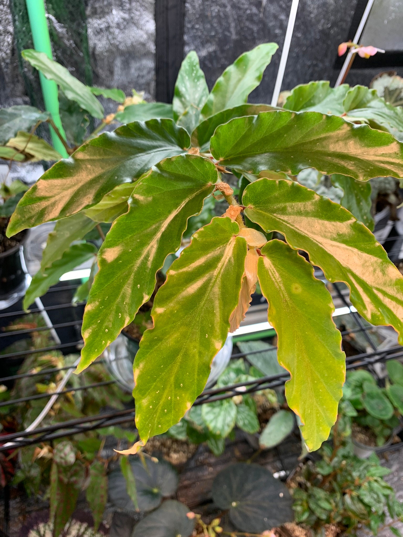 SEEDS Begonia Undulata - Etsy