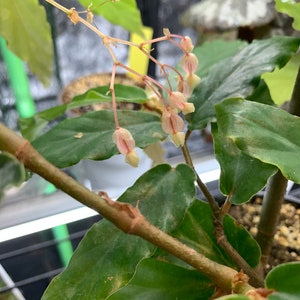 SEEDS - Begonia Undulata - Etsy