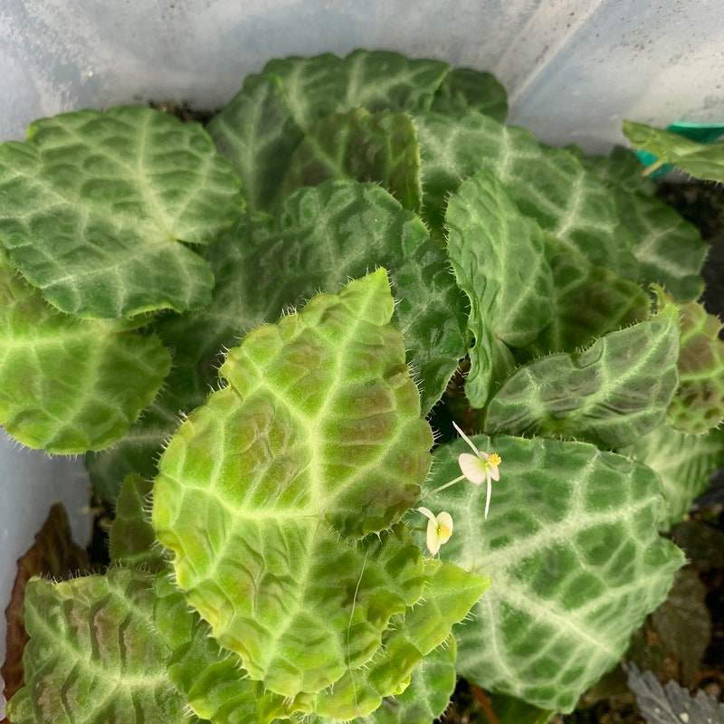 BrittanysBegonias - Etsy