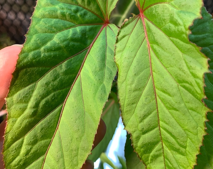 Begonia Longifolia (LIVE PLANT) - Etsy
