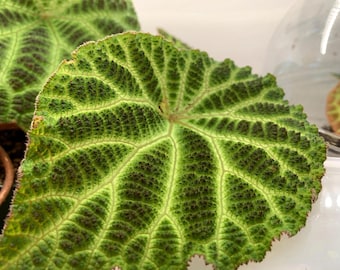 BrittanysBegonias - Etsy