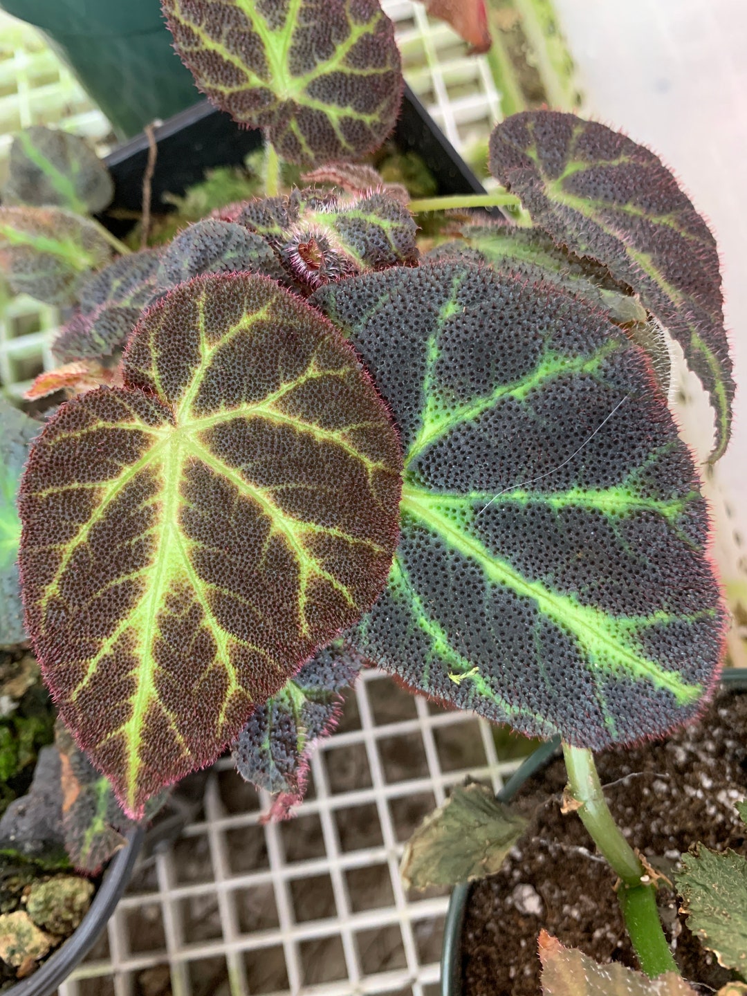 Begonia Decora LIVE PLANT - Etsy