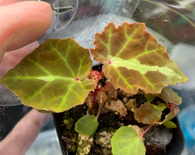 Begonia Colorata LIVE PLANT - Etsy