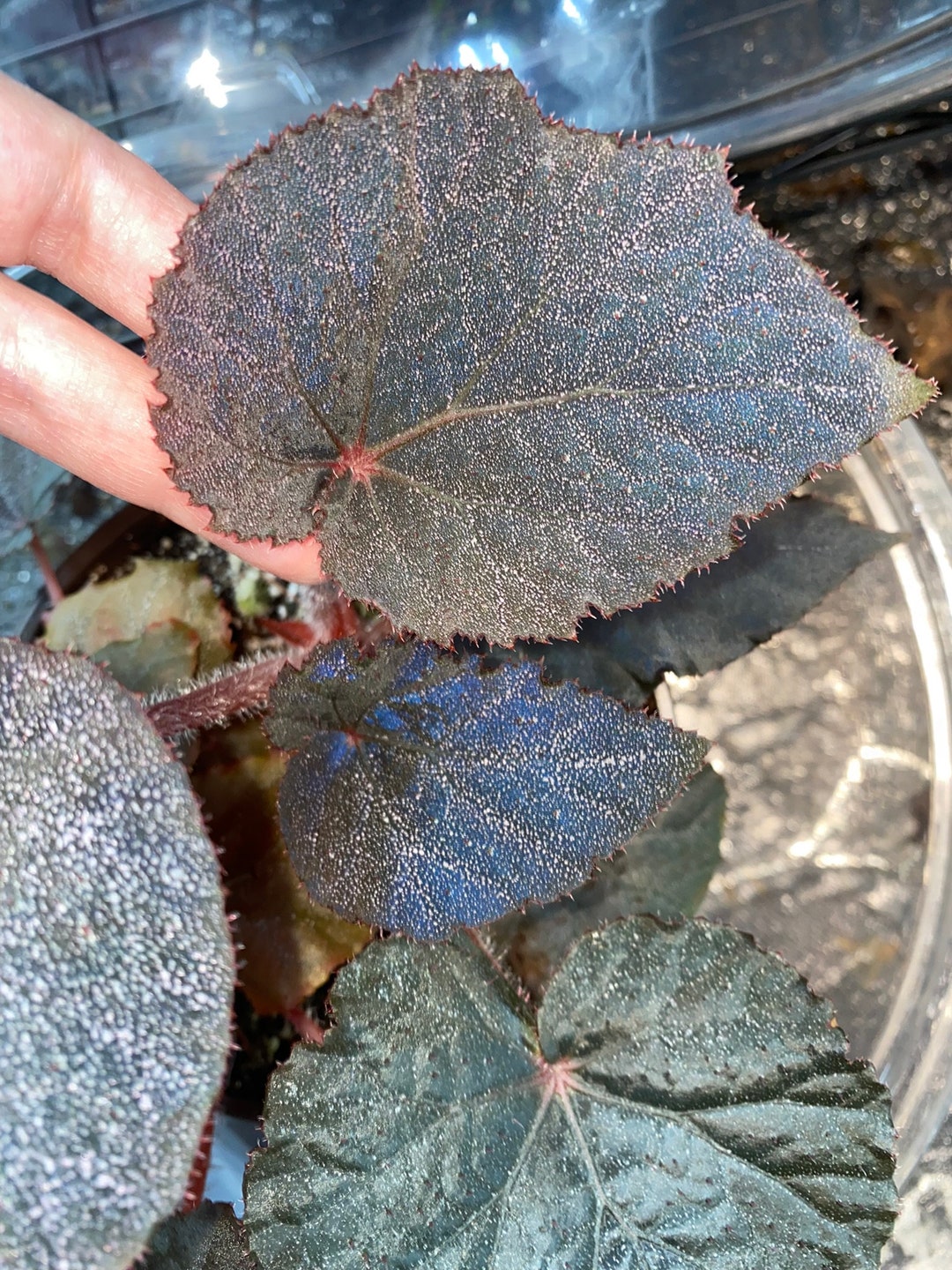 SEEDS Begonia U485 - Etsy