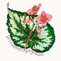 SEEDS - Begonia Sp Mantuk - Etsy