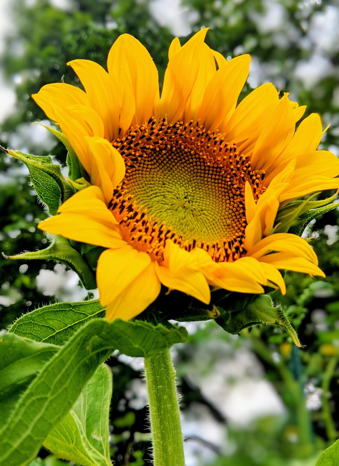 Gazing Sunflower 11x14 - Etsy