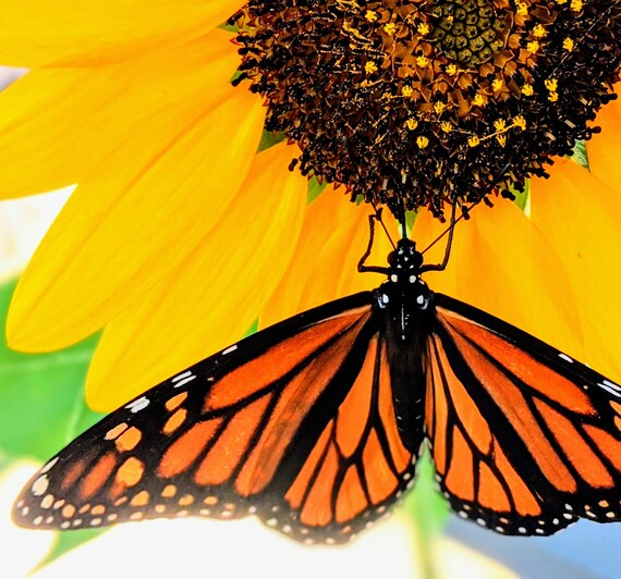 12x12 PRINT Sunflower Monarch Butterfly - Etsy