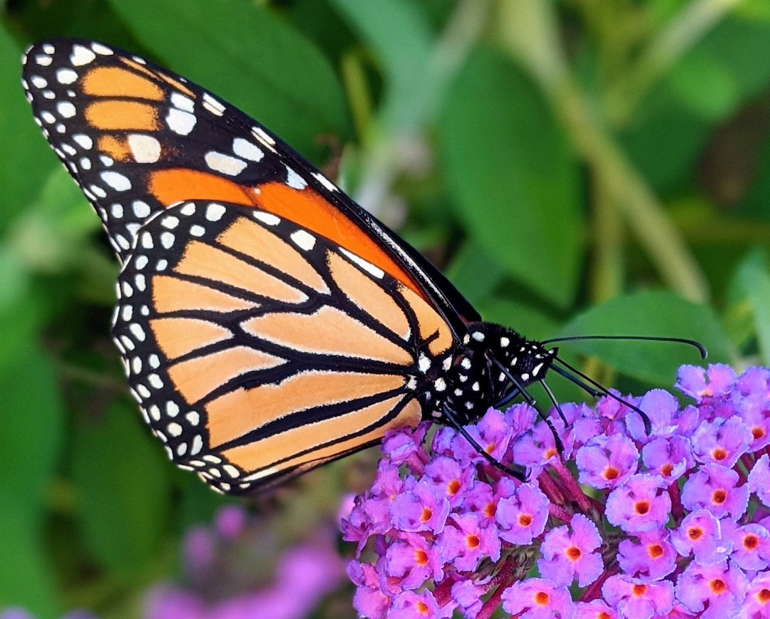 Monarch Butterfly Bush 14x11, 11x14 - Etsy