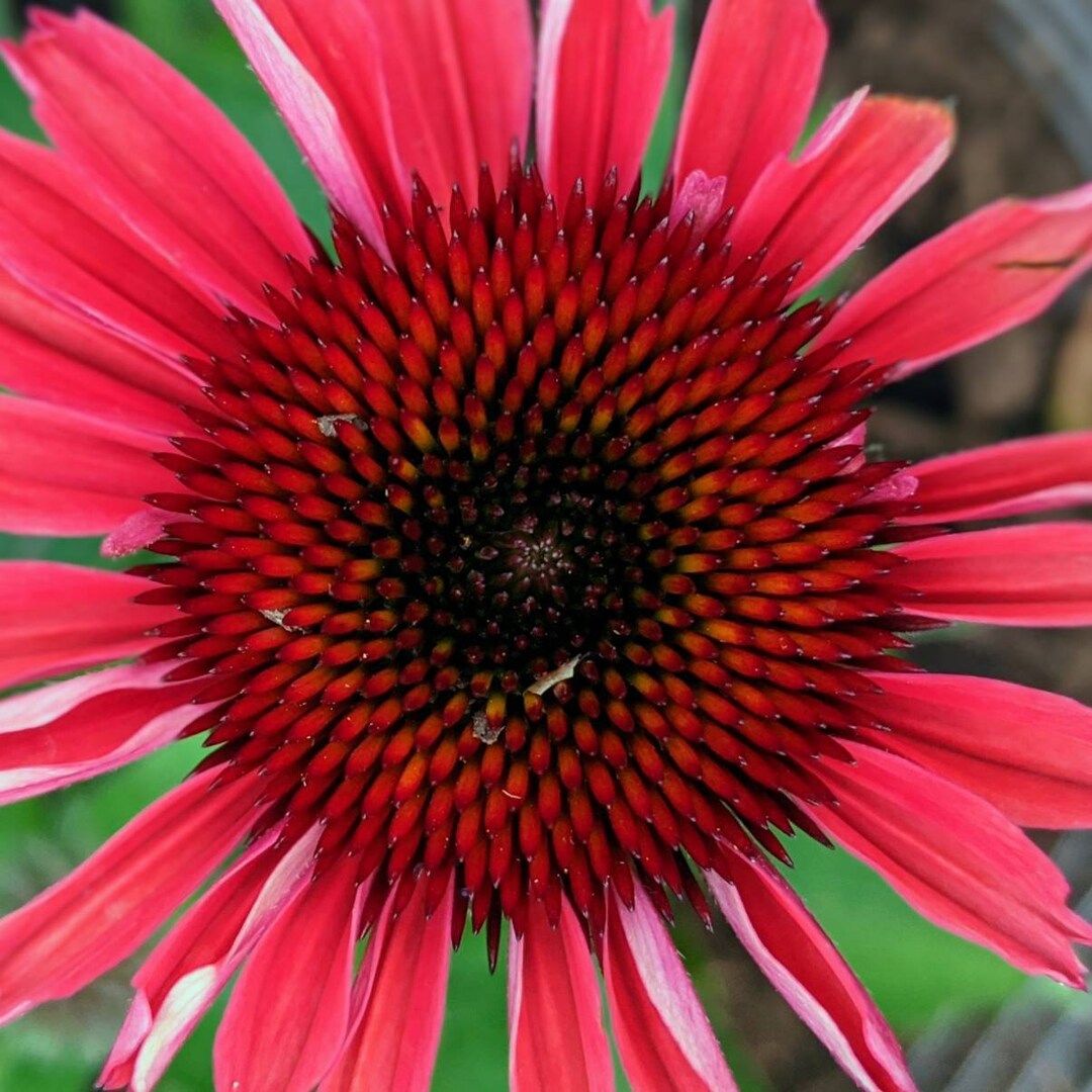 Coral Craze Coneflower 10x10 - Etsy France