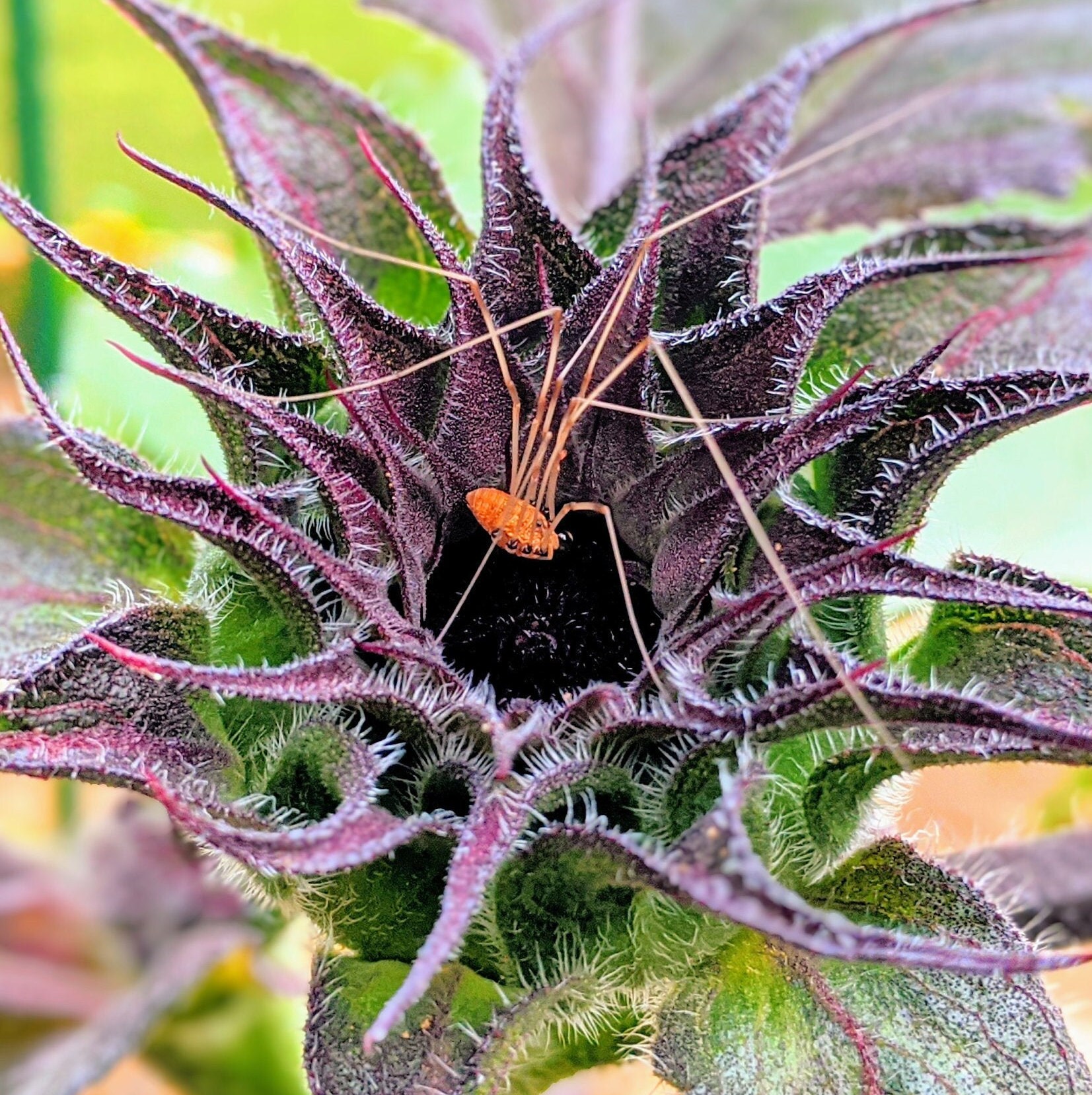 Daddy Long Legs Guard Sunflower Heart 10x10 - Etsy