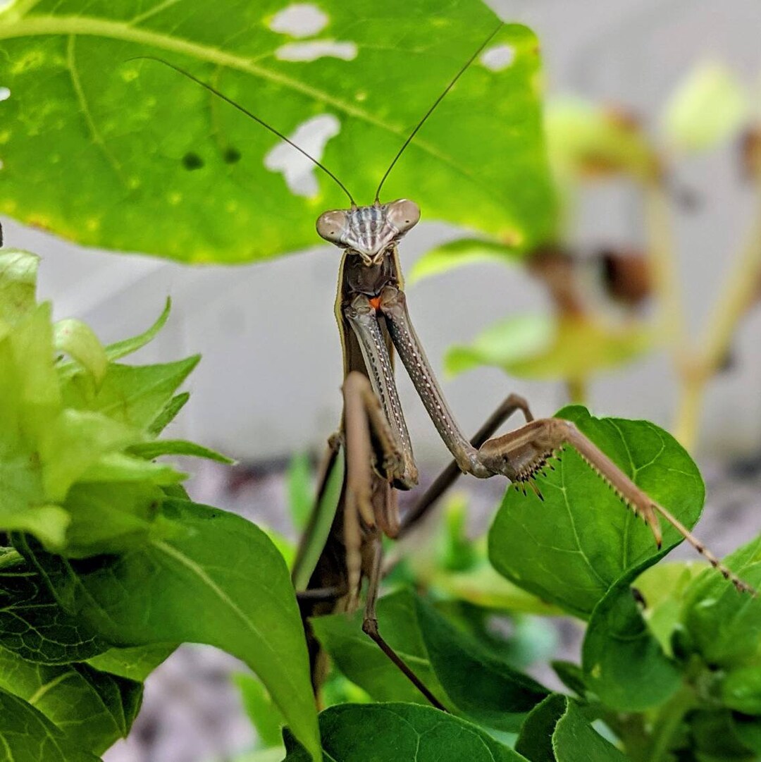 Lady Praying Mantis 10x10 - Etsy