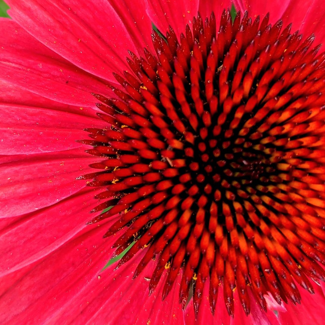 Coral Craze Coneflower Heart 10x10 - Etsy