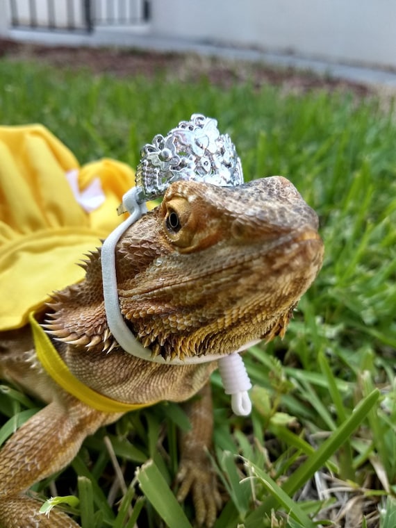 Bearded Dragon Costumes