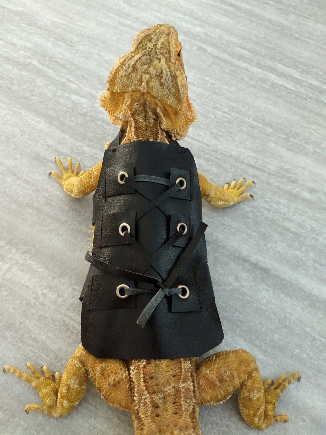 Bearded Dragon Gladiator Vest Costume MADE IN AMERICA - Etsy