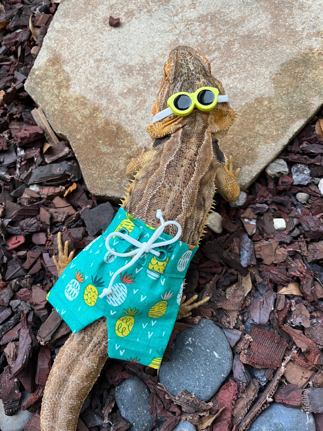 Summer Beach Bearded Dragon Short and Sunglasses MADE IN AMERICA - Etsy