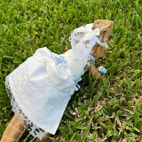 Cinderella Princess Bearded Dragon Costume Dress MADE IN - Etsy