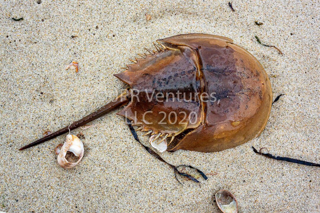 Horseshoe Crab Shell Photograph: Cape Cod Nautical Wall Art - Etsy
