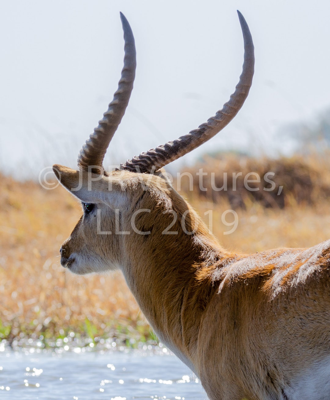 Red Lechwe Profile Photograph, African Antelope, Botswana, Deer ...