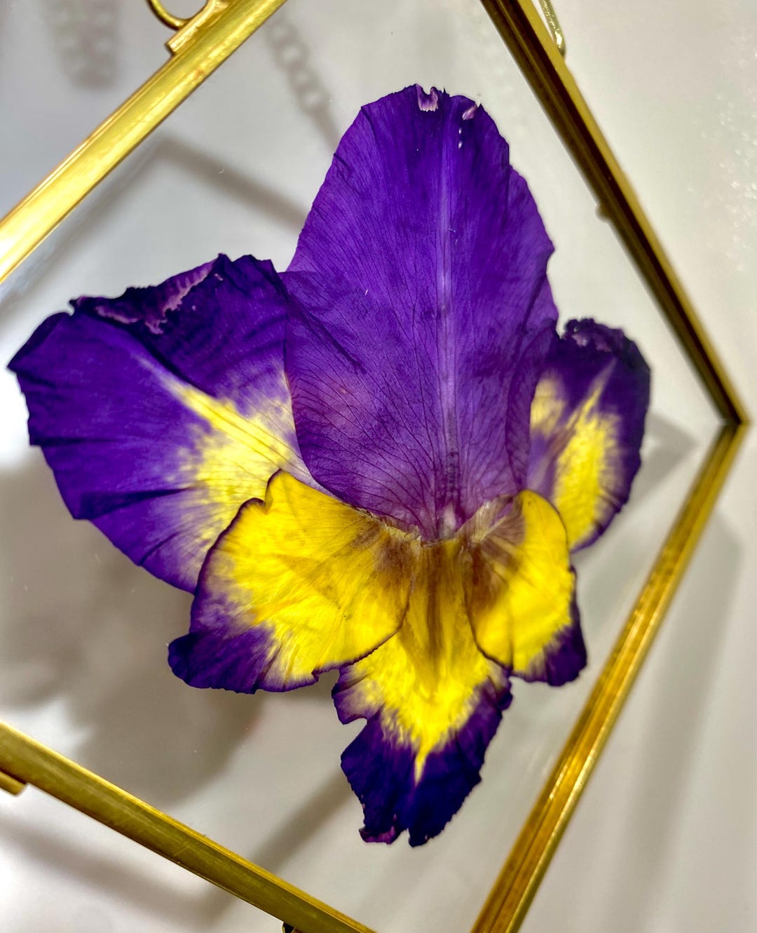 Purple and Yellow Gladiola Sun Catcher, Real Dried Flower, Double Paned ...