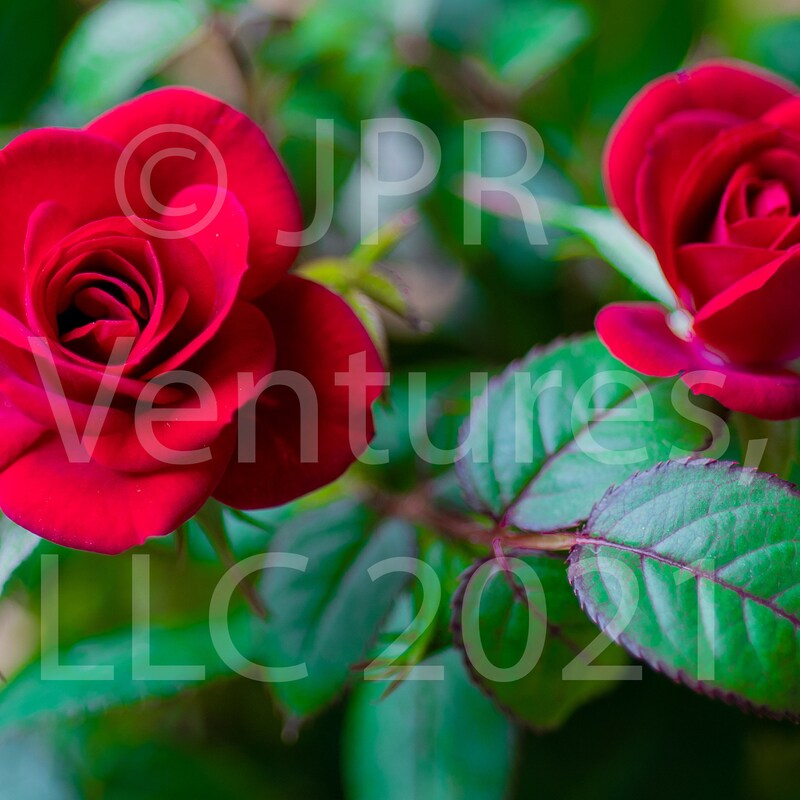 Miniature Red Rose - Etsy