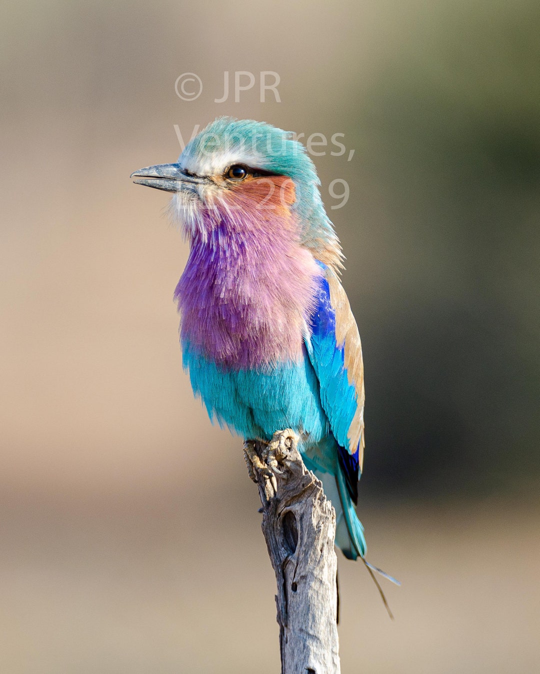 Lilac Breasted Roller Photograph: Colorful African Bird Art Print - Etsy