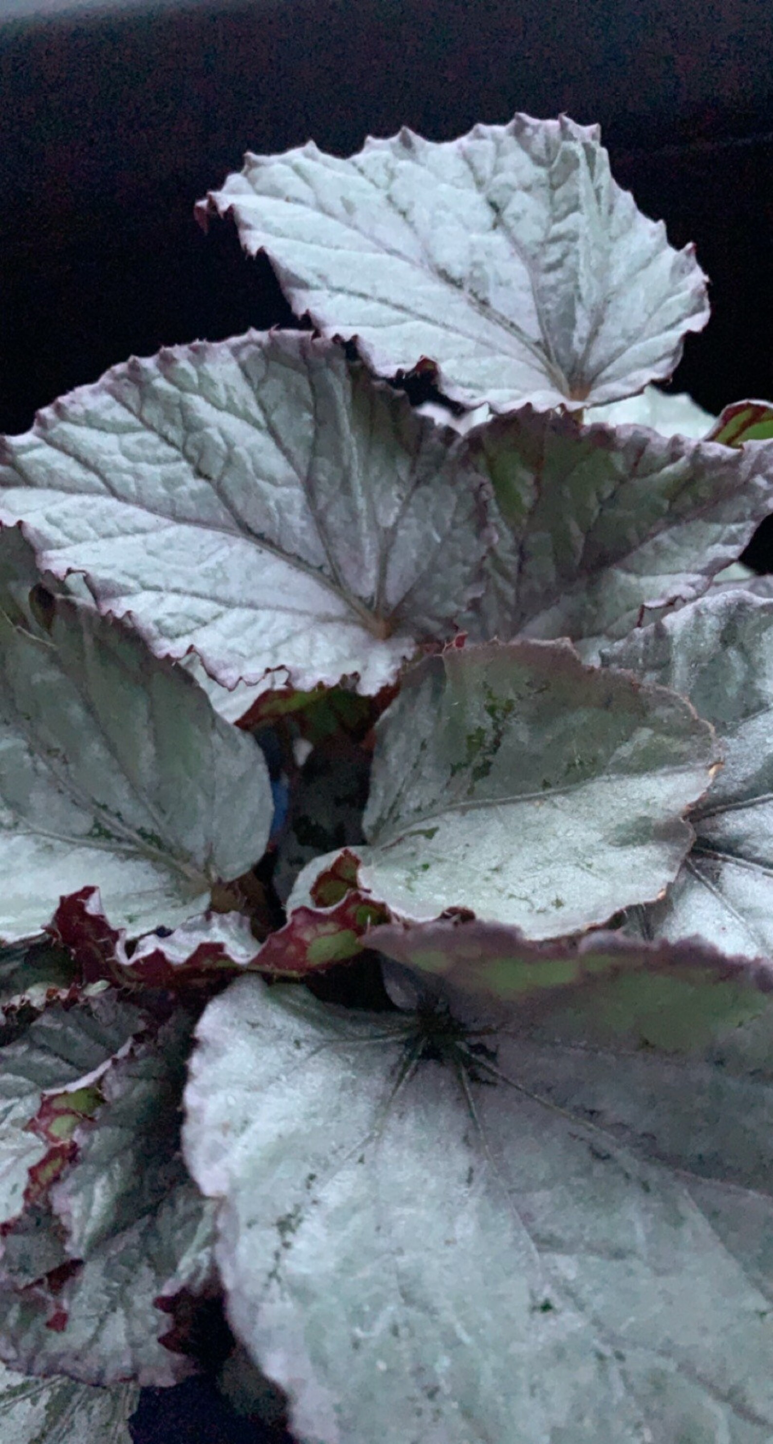 Super Rare Silver Limbo Begonia Rex | Etsy