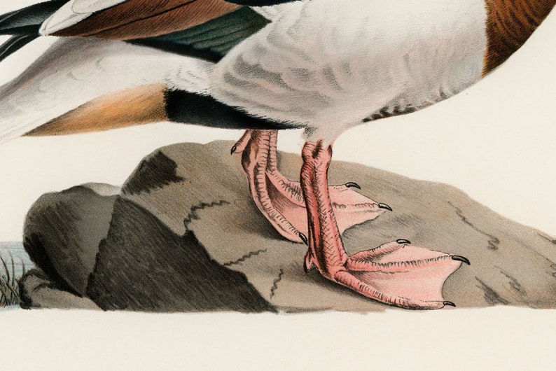 Vintage Scientific Drawing Duck Wall Art - Etsy