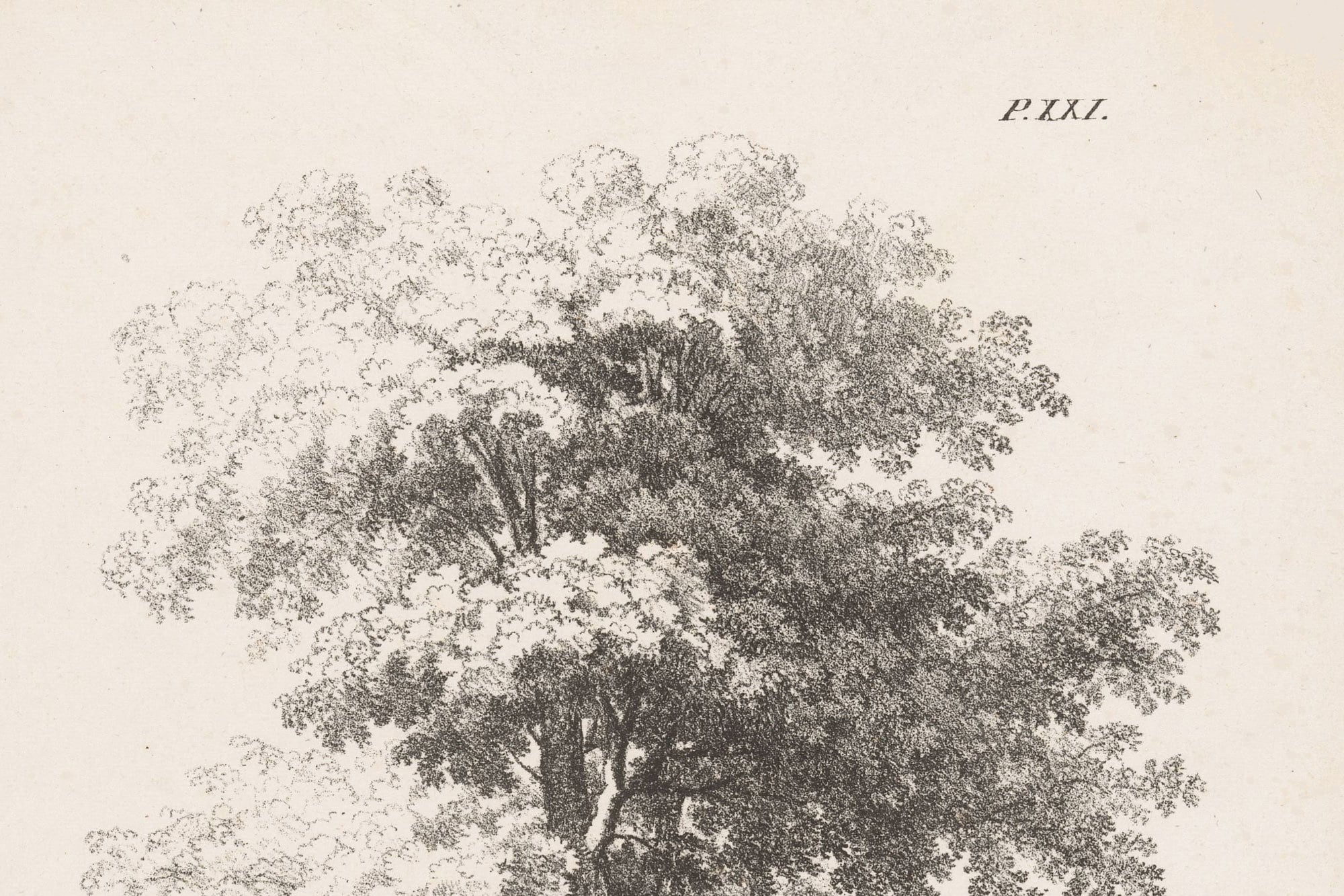 Vintage Tree Landscape Art Print Tree Illustration 1 - Etsy