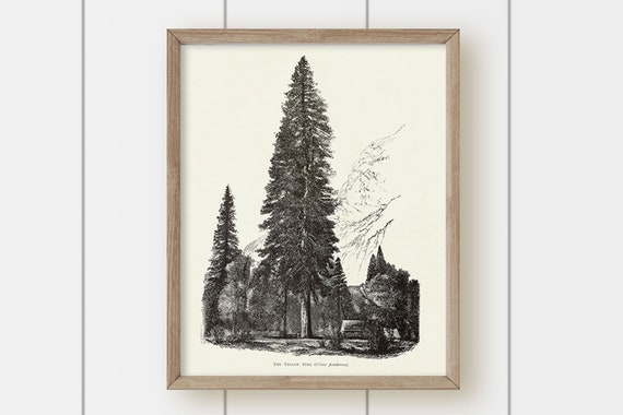 Tall Pine Tree Drawing