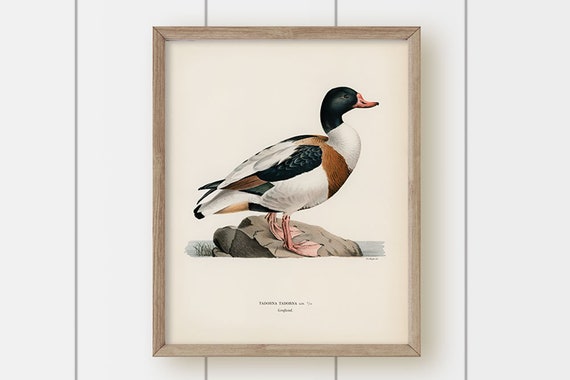 Vintage Scientific Drawing Duck Wall Art - Etsy
