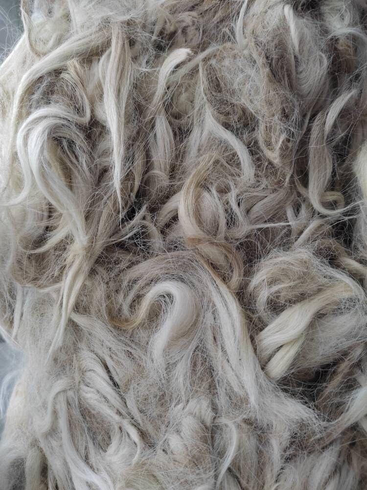 Natural SURI Alpaca Fleece Raw Alpaca Fleece, Suri Alpaca Fleece ...